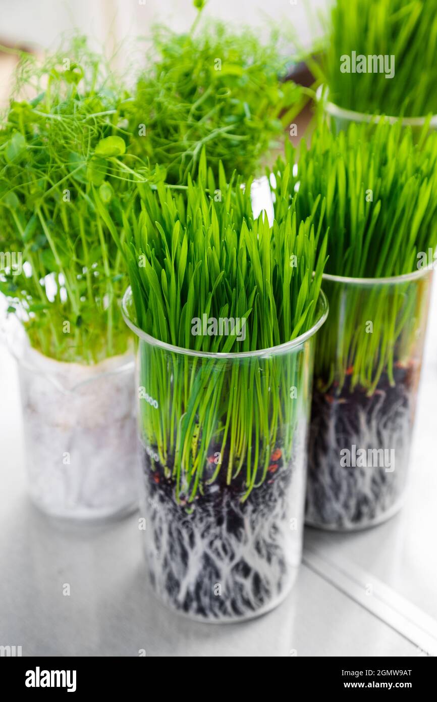 Seed germination test hi-res stock photography and images - Alamy