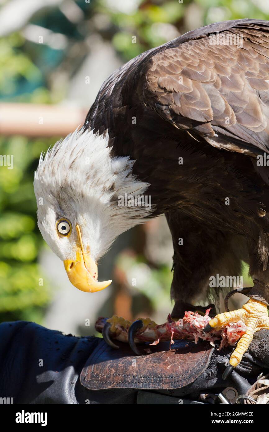 Ketchikan, Alaska USA - 26 May 2010; Magnificent raptor and fitting ...