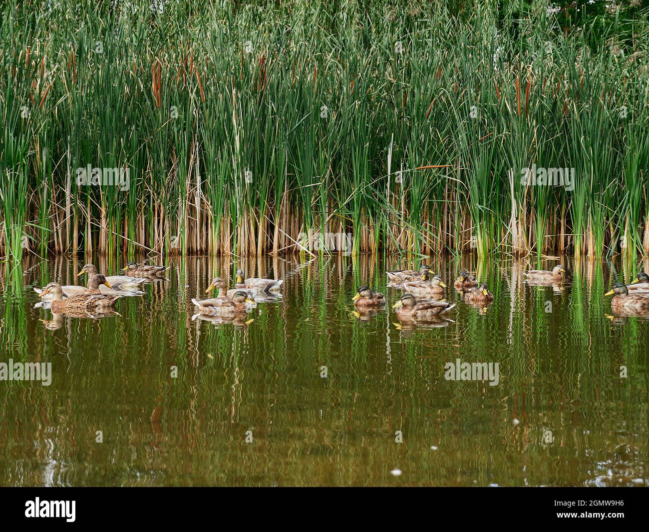 Ducks in front of pond hi-res stock photography and images - Alamy