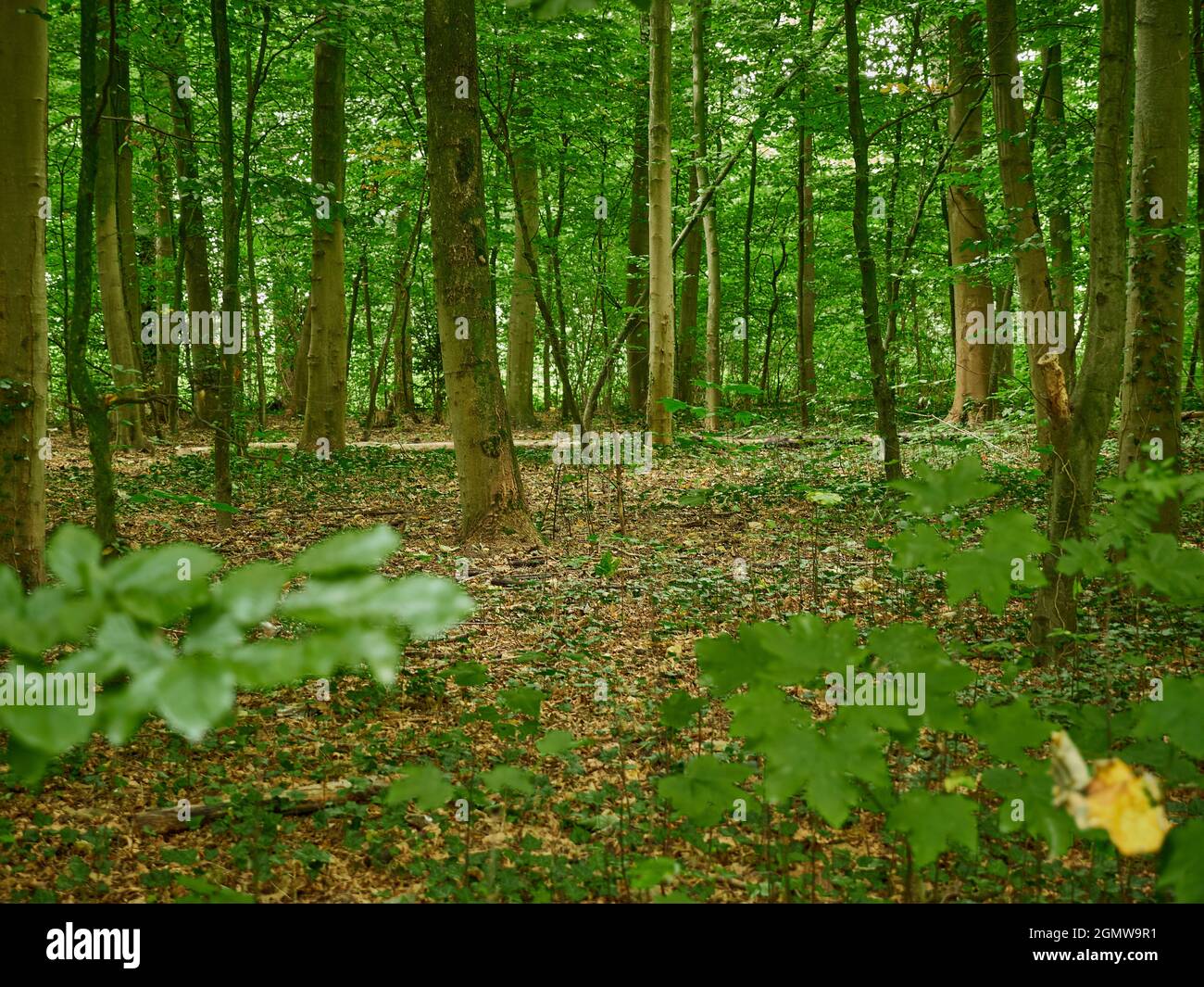 A look in a forest Stock Photo - Alamy