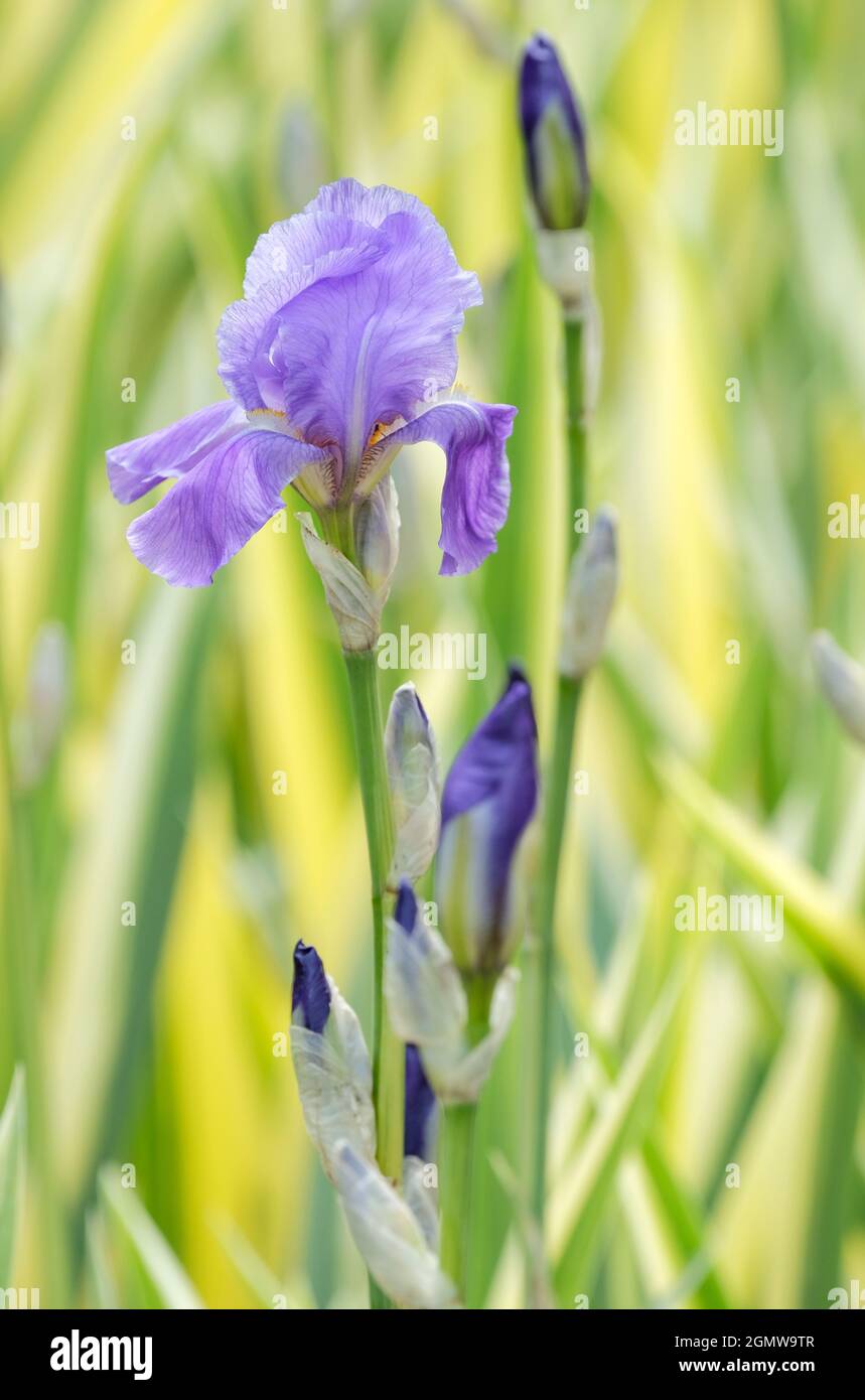 Iris pallida 'Variegata Aurea'. Bearded iris, yellow/green leaves. Iris ...