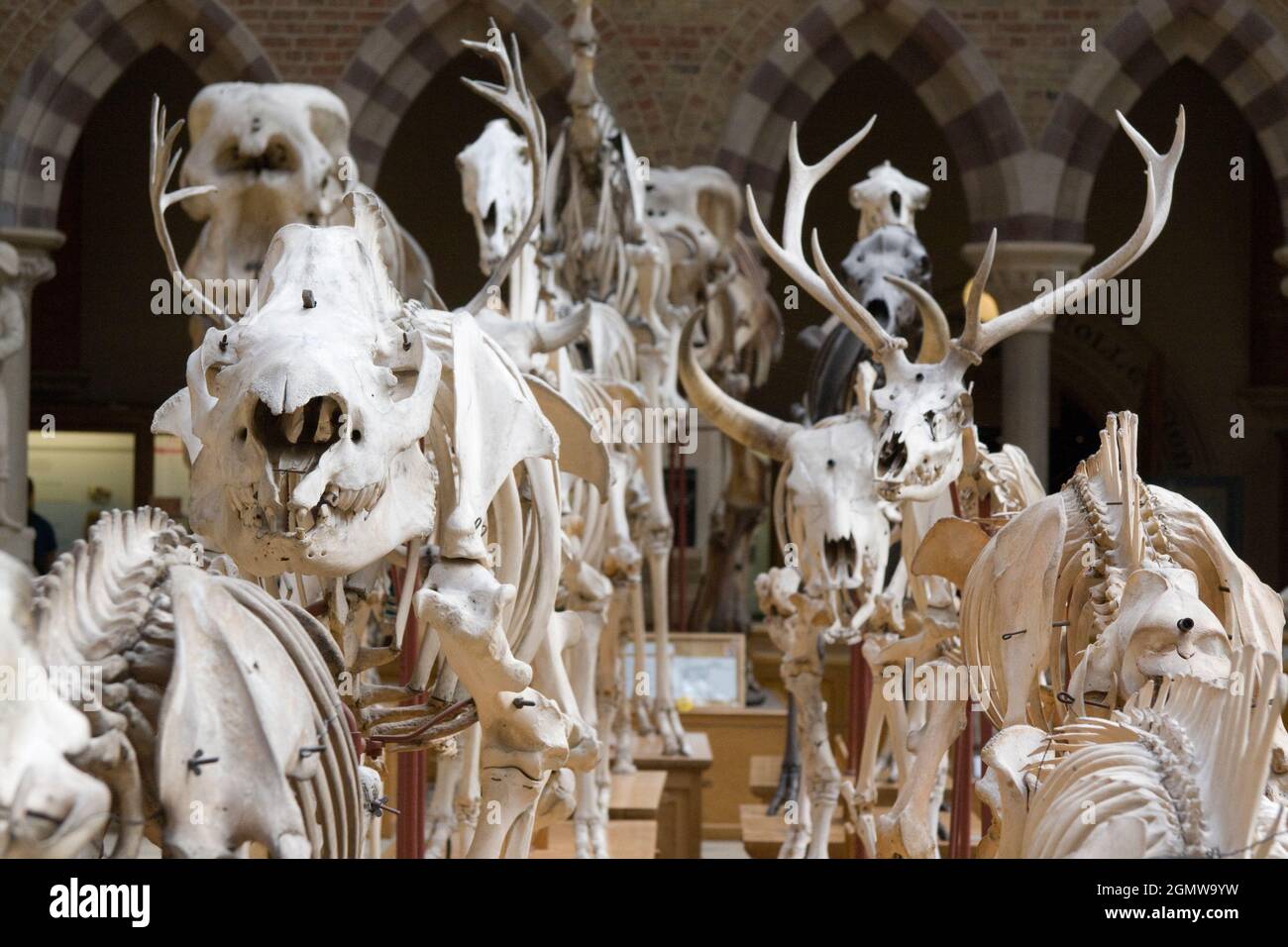 Oxford, England - 2014; The Pitt Rivers Museum is a museum displaying ...