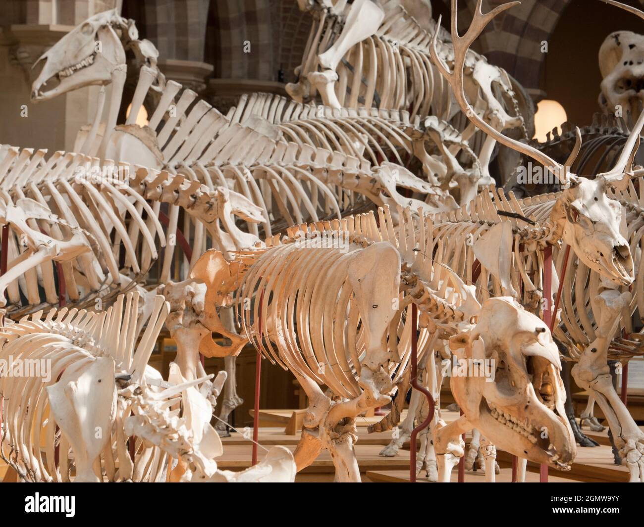 Dinosaur bones pitt rivers natural hi-res stock photography and images ...