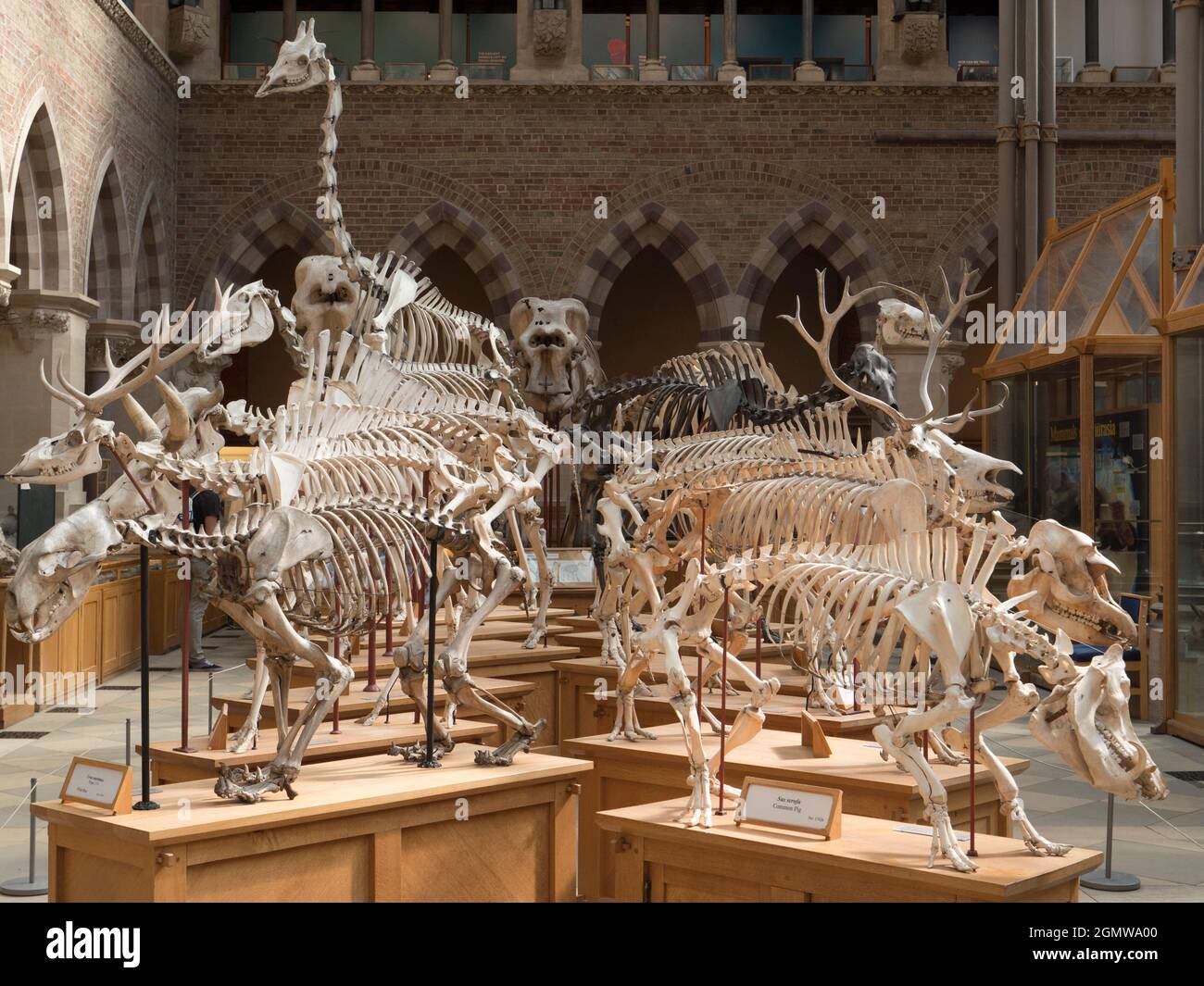Oxford, England - 2014; The Pitt Rivers Museum is a museum displaying ...