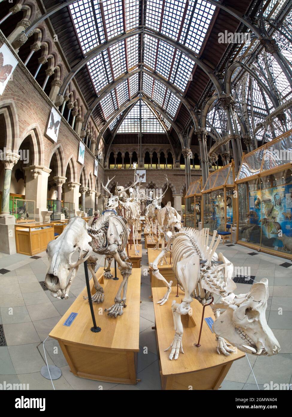 Oxford, England - 2014; The Pitt Rivers Museum is a museum displaying ...