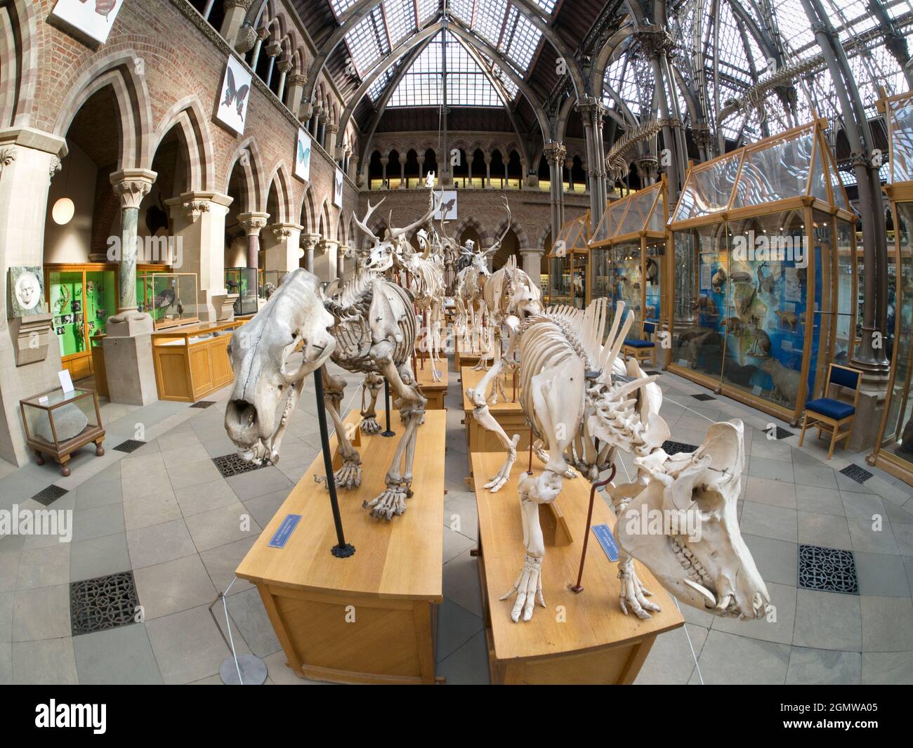 Oxford, England - 2014; The Pitt Rivers Museum is a museum displaying ...