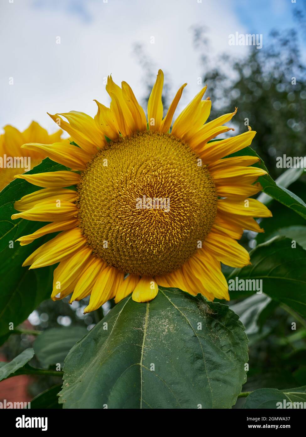 A sunflower in close-up Stock Photo - Alamy