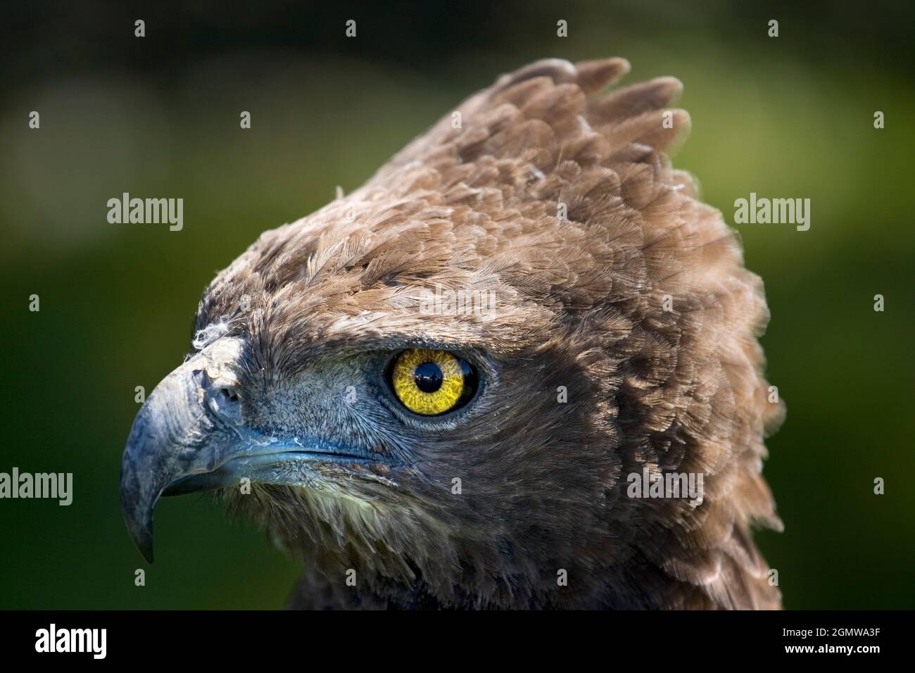 Frilford, Oxfordshire, United Kingdom - 2013; Magnificent head of a ...