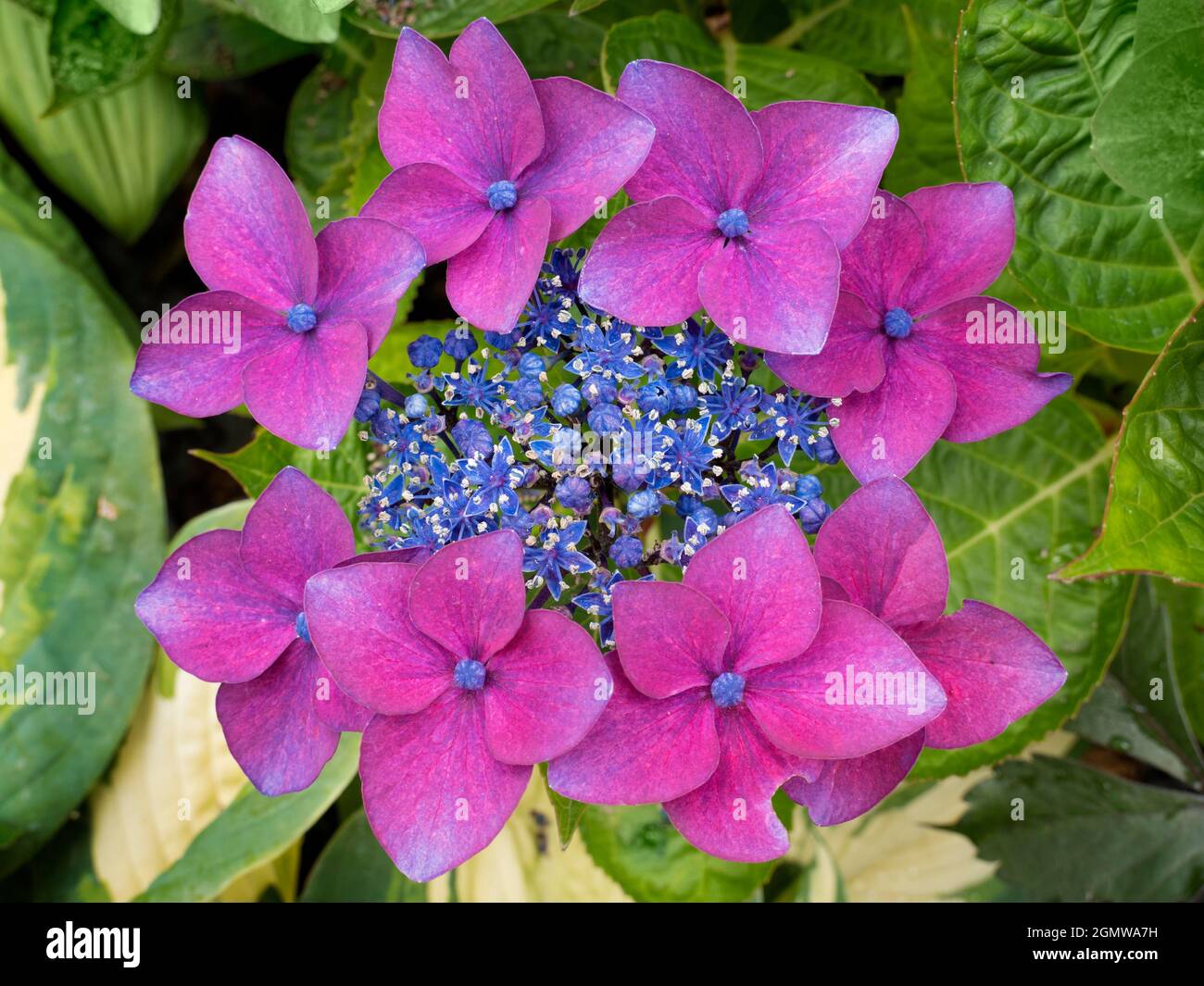 Radley, Oxfordshire, England - 22 July 2019; Hydrangeas put on a fine ...