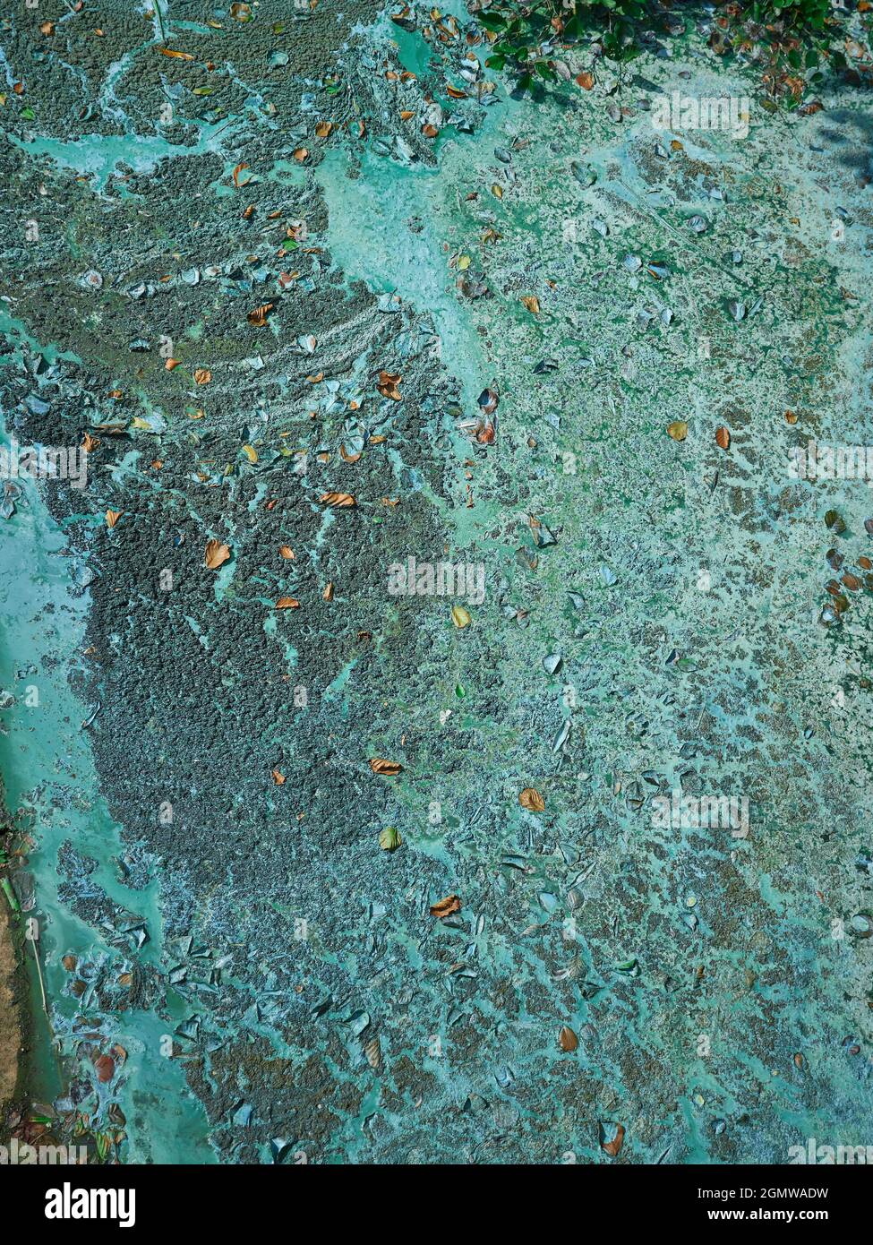 Blue algae hi-res stock photography and images - Alamy