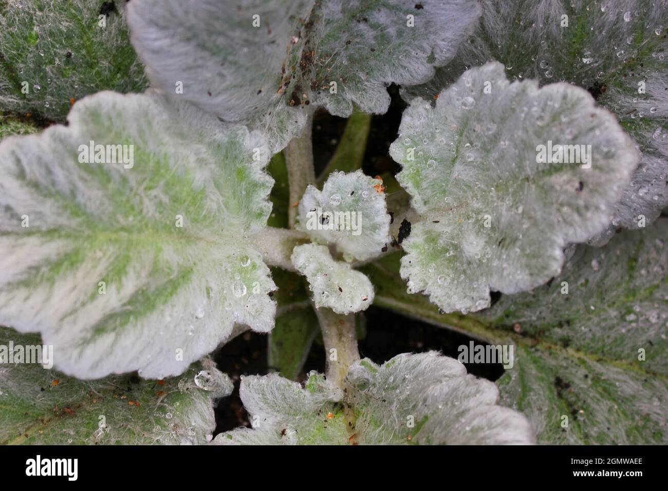 Fuzzy green plants growing in the sunny summer garden Stock Photo - Alamy