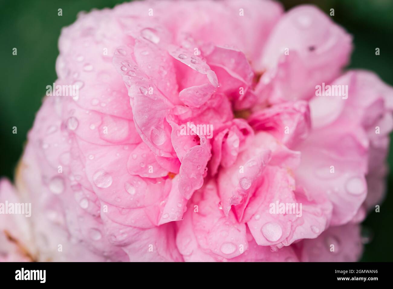 Beautiful pink rose petals after the rain Stock Photo - Alamy