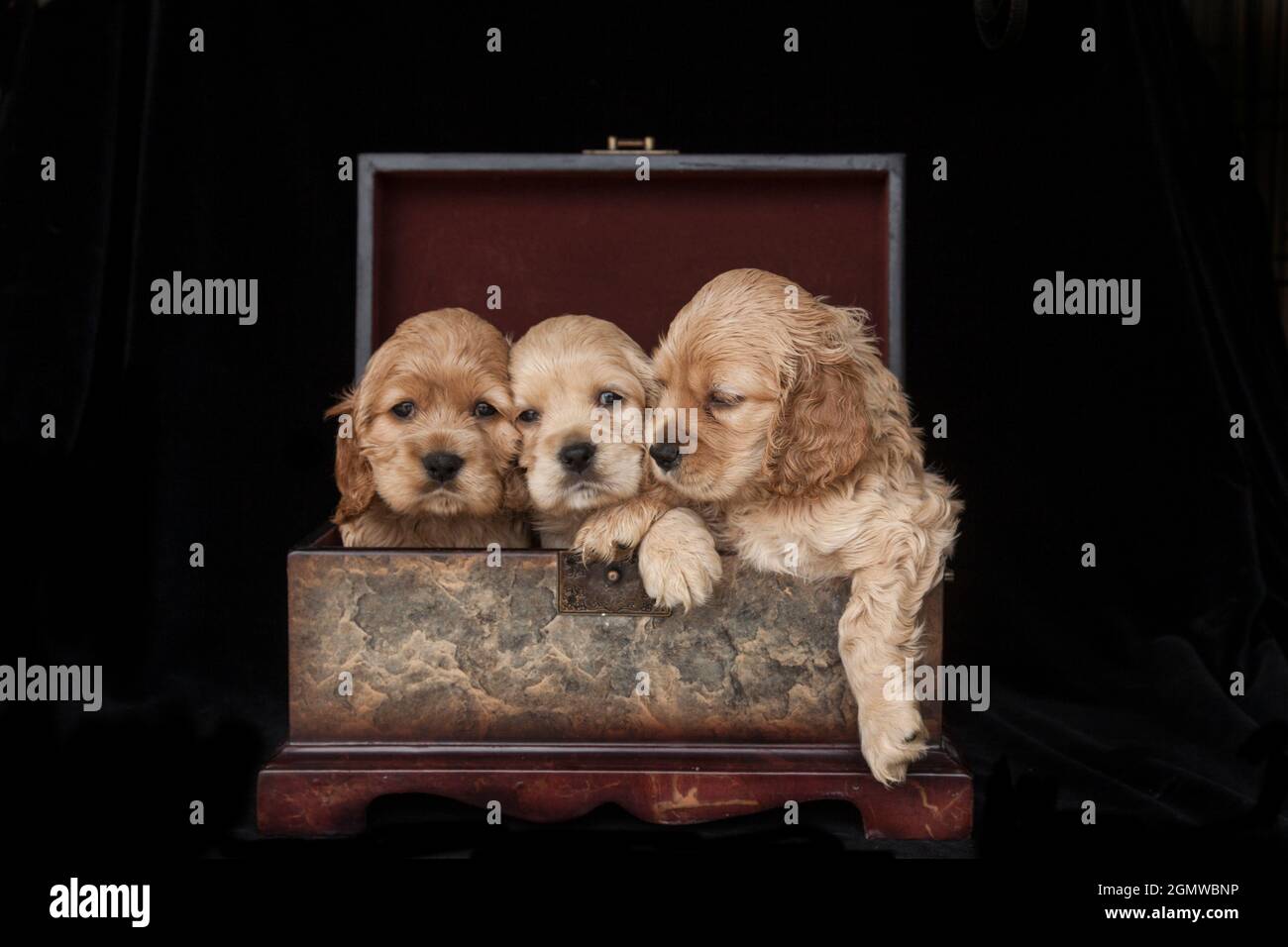 Cocker spaniel puppies in box Stock Photo - Alamy