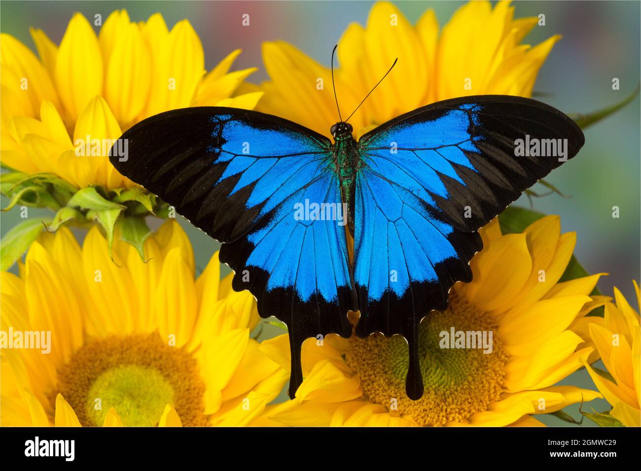 Australian Mountain Blue Swallowtail Butterfly, Papilio ulysses, on ...
