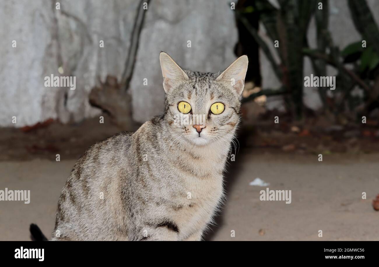 Tabby cat face hi-res stock photography and images - Alamy
