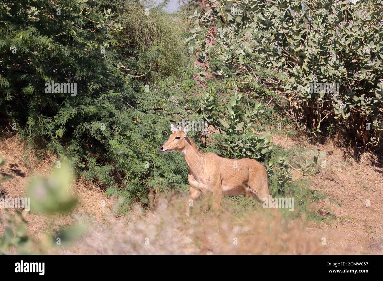 Female nilga hi-res stock photography and images - Alamy