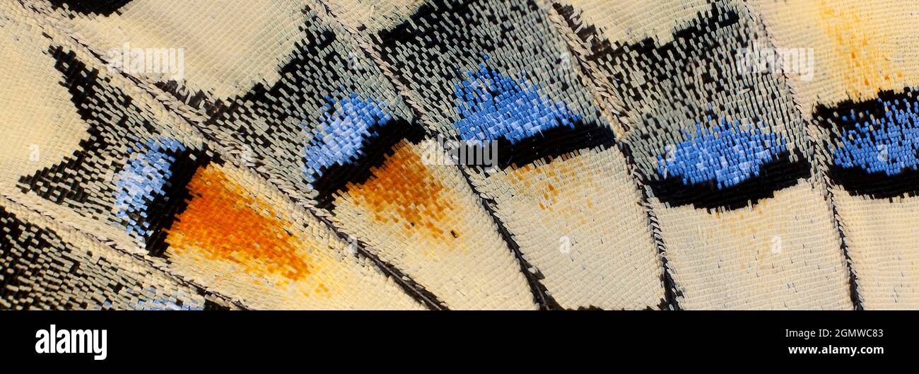 Close-up patterns of butterfly wings showing the tiny overlapping ...