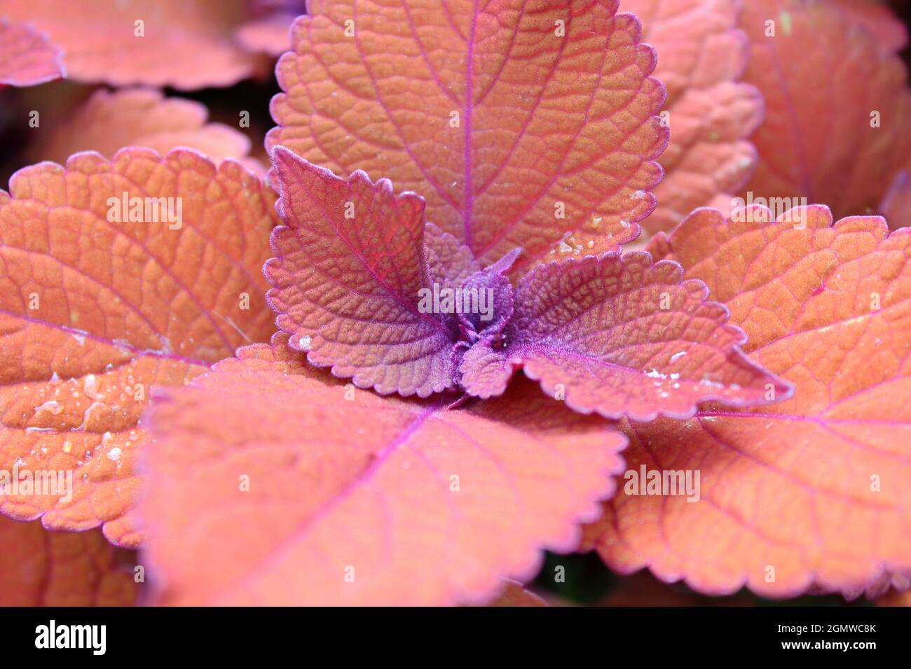 Bright orange coleus plant growing in the sunny summer garden Stock ...