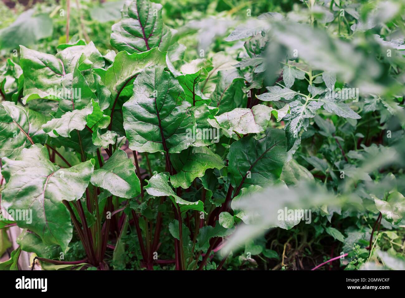 Green beet leaves with red stems in the garden Stock Photo - Alamy
