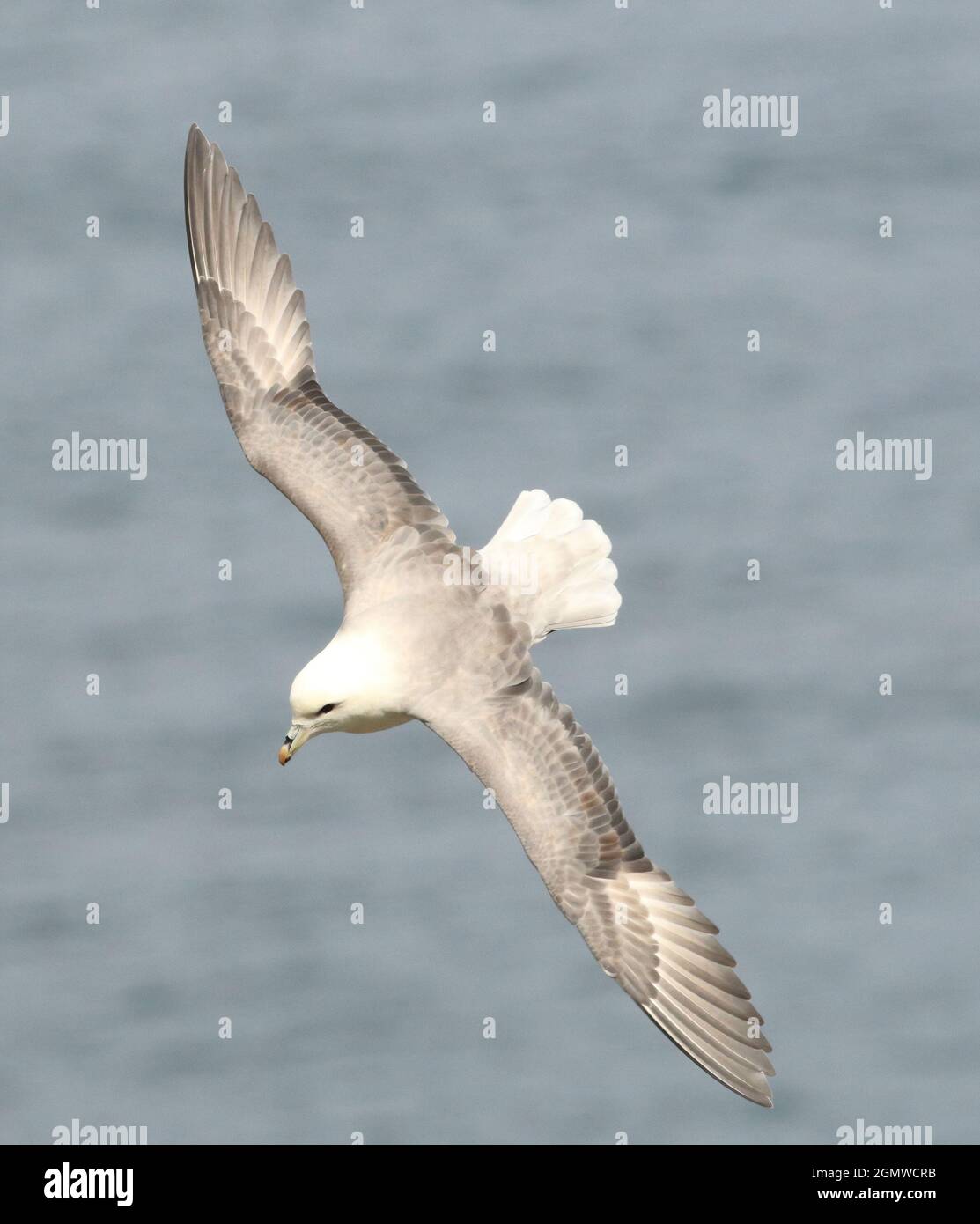 Northern Fulmar (Fulmar Glacialis Stock Photo - Alamy