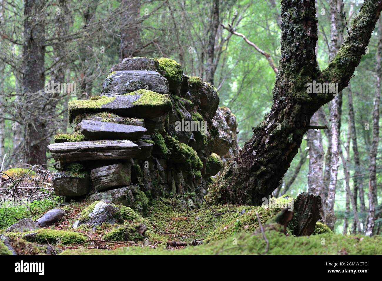 A rustic old dry stone wall (dry stone dyke in Scottish) near Contin in ...