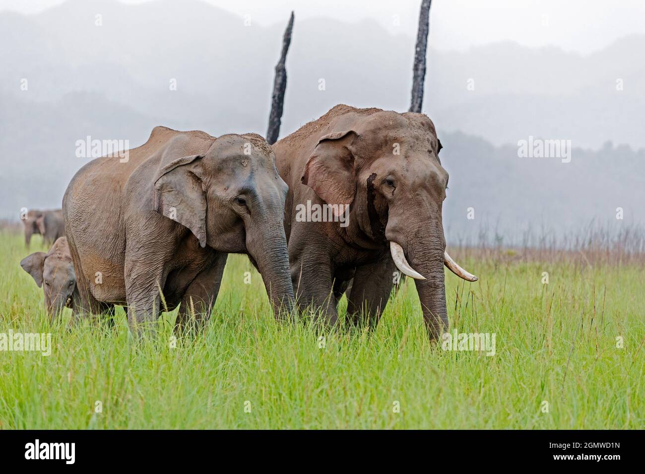 Asian Elephants and burnt trees, Corbett National Park, India Stock ...