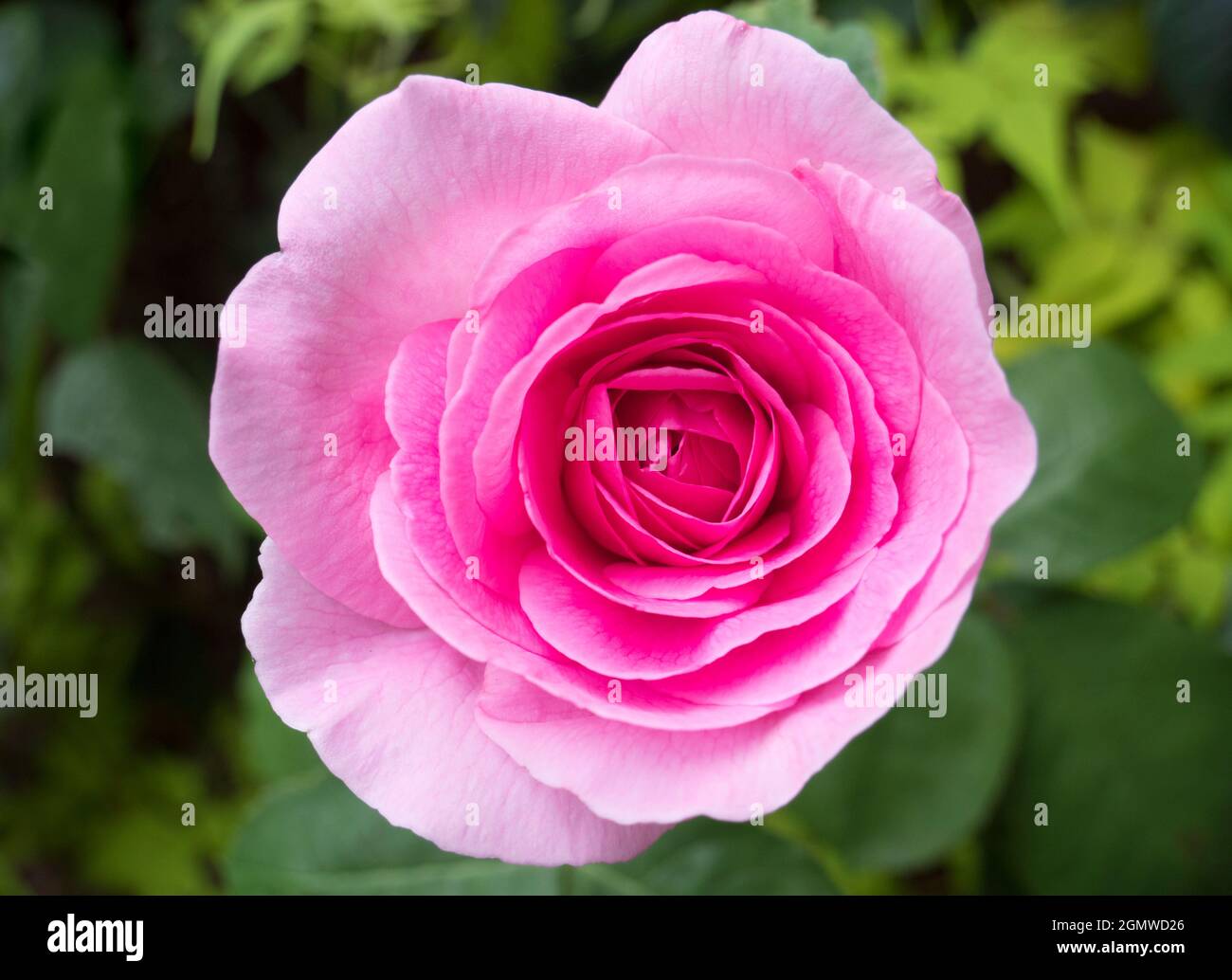 Radley, Oxfordshire, England - 7 July 2019 Roses put on a fine show in ...