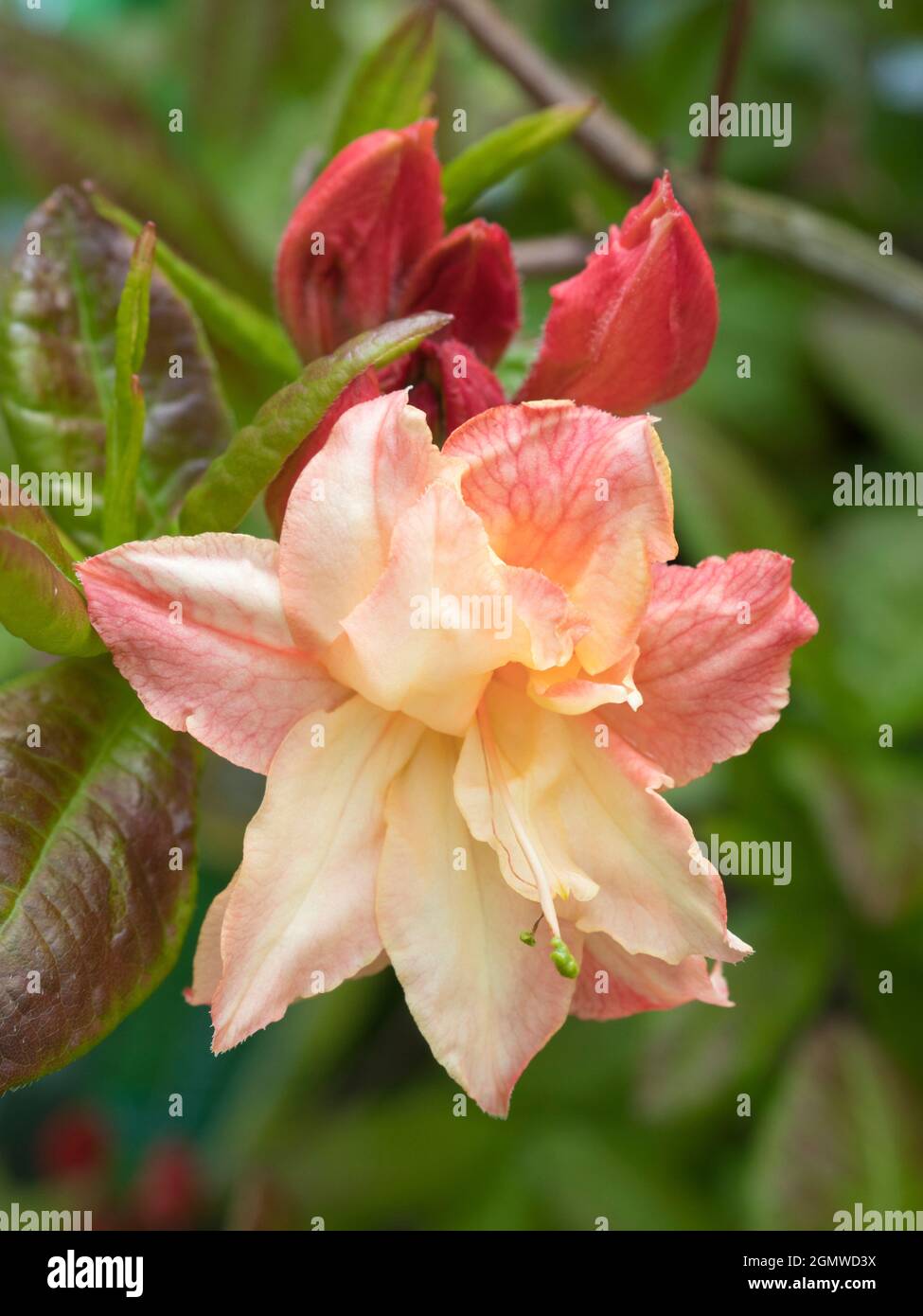 Orange azaleas hi-res stock photography and images - Alamy