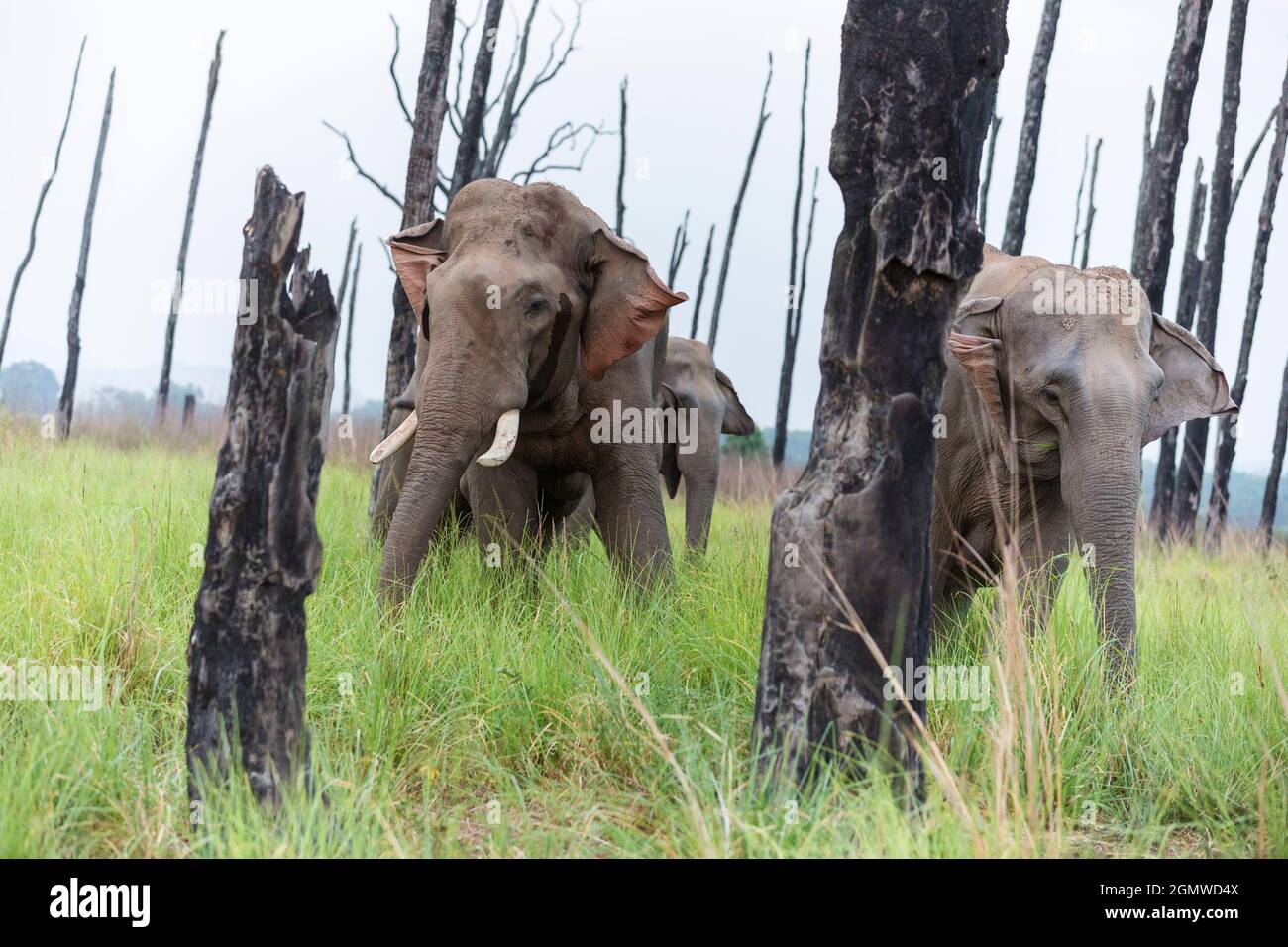 Asian Elephants and burnt trees, Corbett National Park, India Stock ...