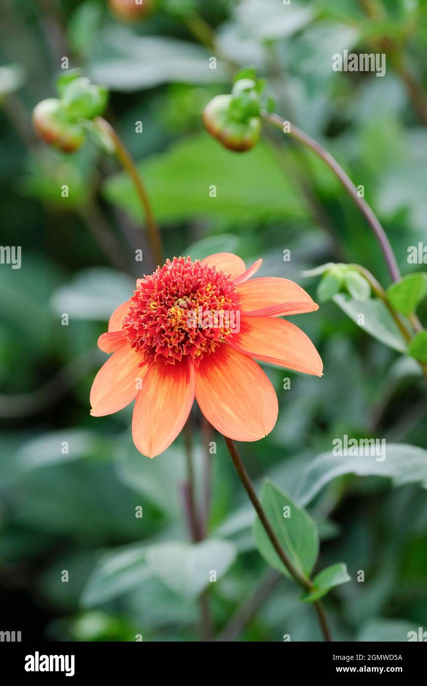 Orange flowering anemone Dahlia 'Josie' Stock Photo - Alamy