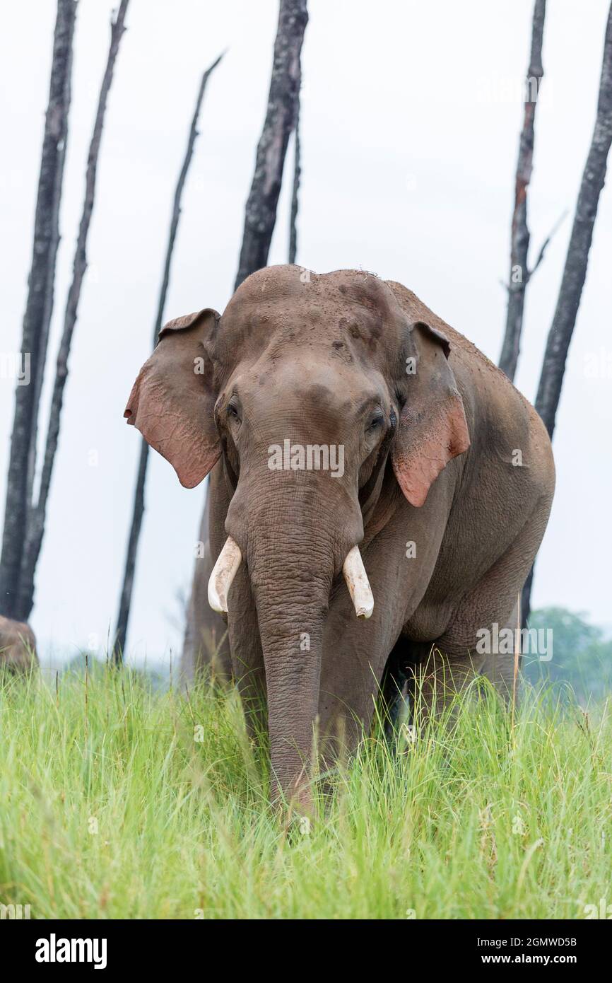 Tusker and burnt trees, Corbett National Park, India Stock Photo - Alamy