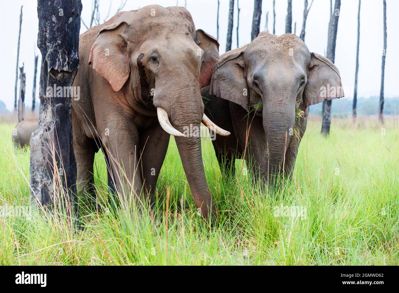 Asian Elephants and burnt trees, Corbett National Park, India Stock ...
