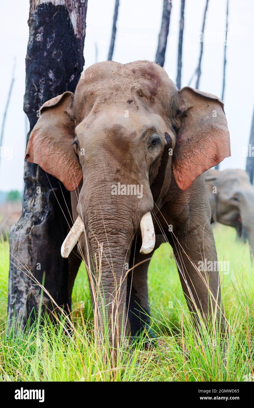 Tusker and burnt trees, Corbett National Park, India Stock Photo - Alamy