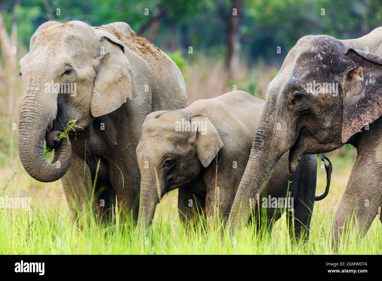 Asian Elephant family, Corbett National Park, India Stock Photo - Alamy