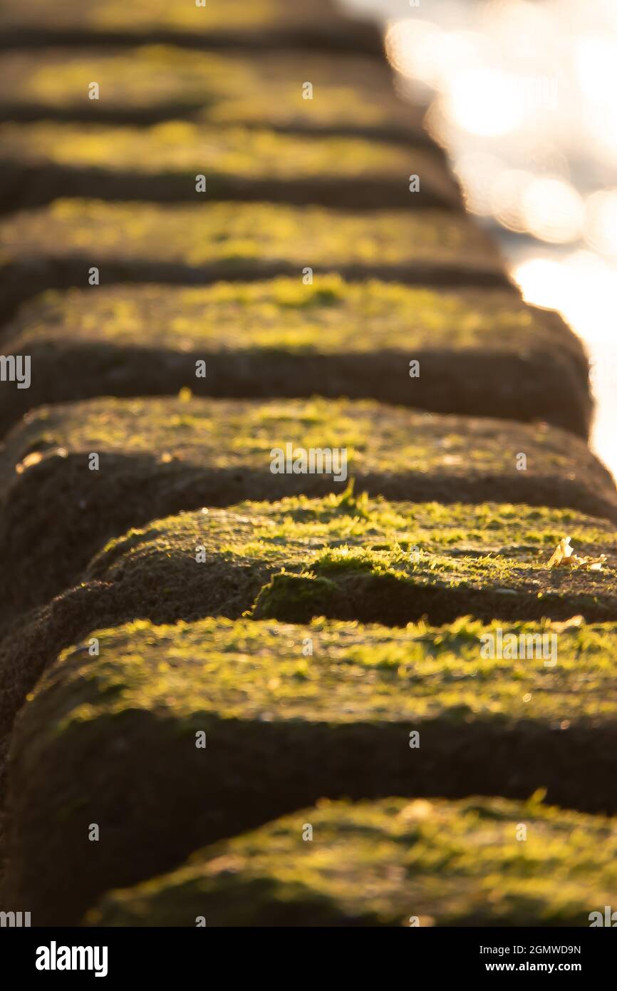 Concrete block water algae hi-res stock photography and images - Alamy