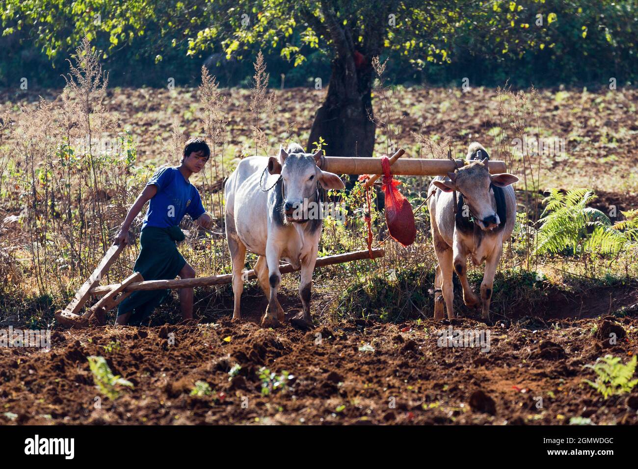 Traditional wooden plough hi-res stock photography and images - Alamy