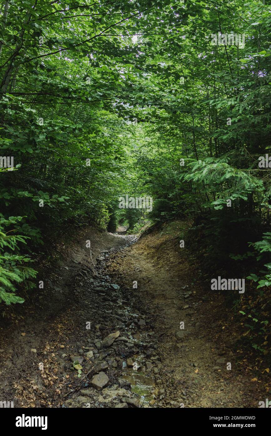 Country road through dense spruce green forest on spring morning Stock ...
