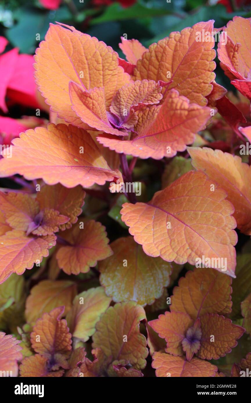 Bright orange coleus plant growing in the sunny summer garden Stock ...