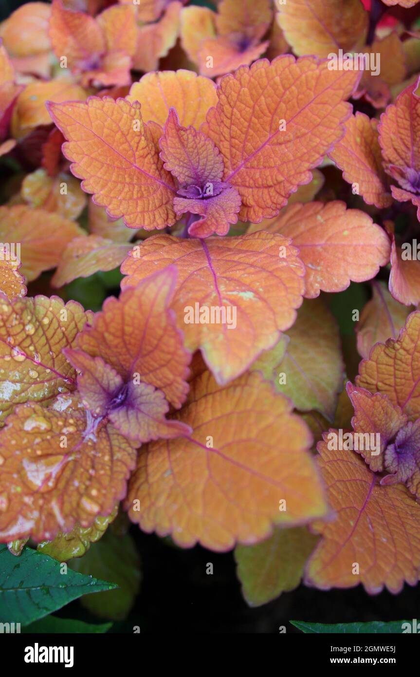 Bright orange coleus plant growing in the sunny summer garden Stock ...