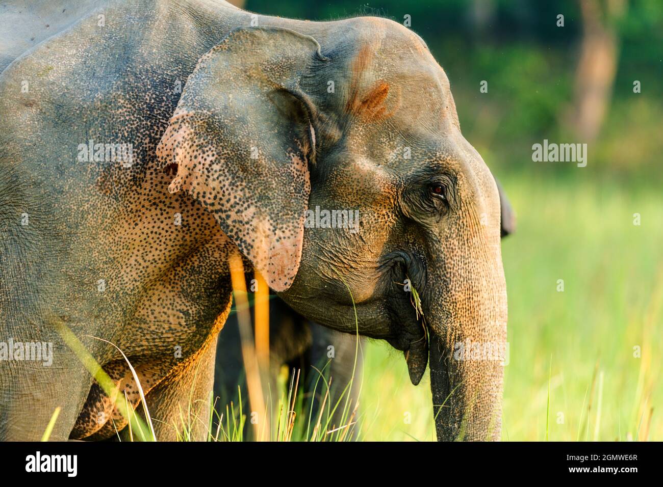 Asian Elephant with pink pigmentation, Corbett National Park, India ...