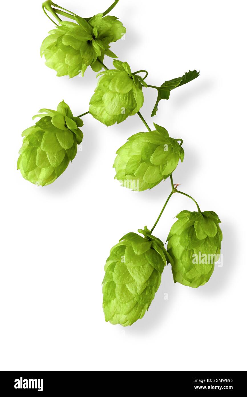 Hop Cones Isolated on the White Background Stock Photo - Alamy
