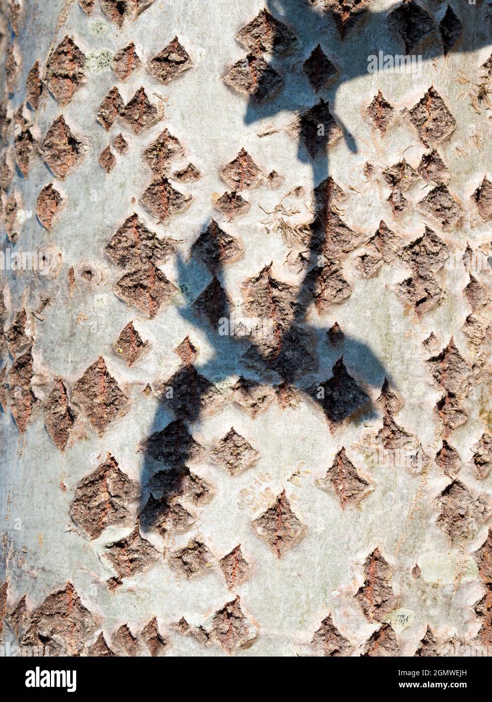 Poplar bark diamond shapes hi-res stock photography and images - Alamy