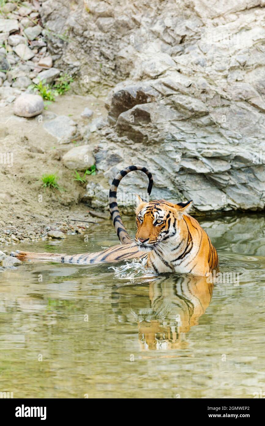 Tigress in the backwaters of Ramganga River. Corbett National Park ...