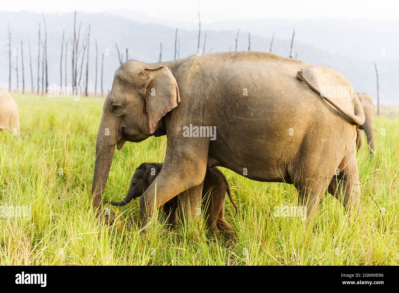 Asian Elephant guiding the young one. Corbett National Park, India ...