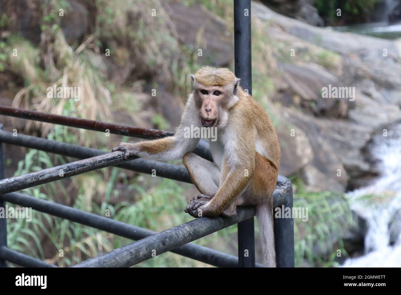 Monkey on bridge hi-res stock photography and images - Alamy