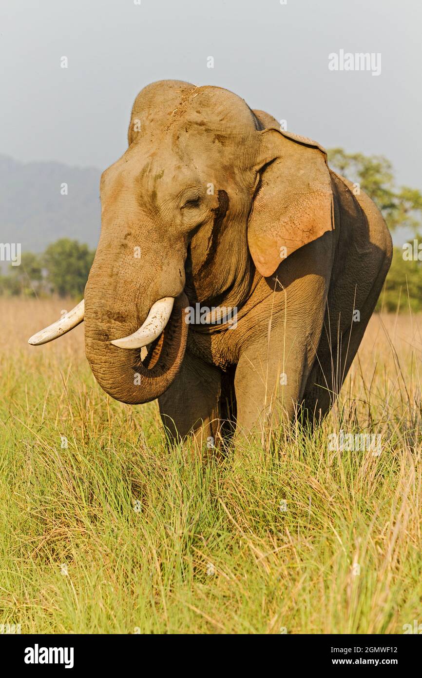Red-eared Tusker in the grassland. Corbett National Park, India Stock ...