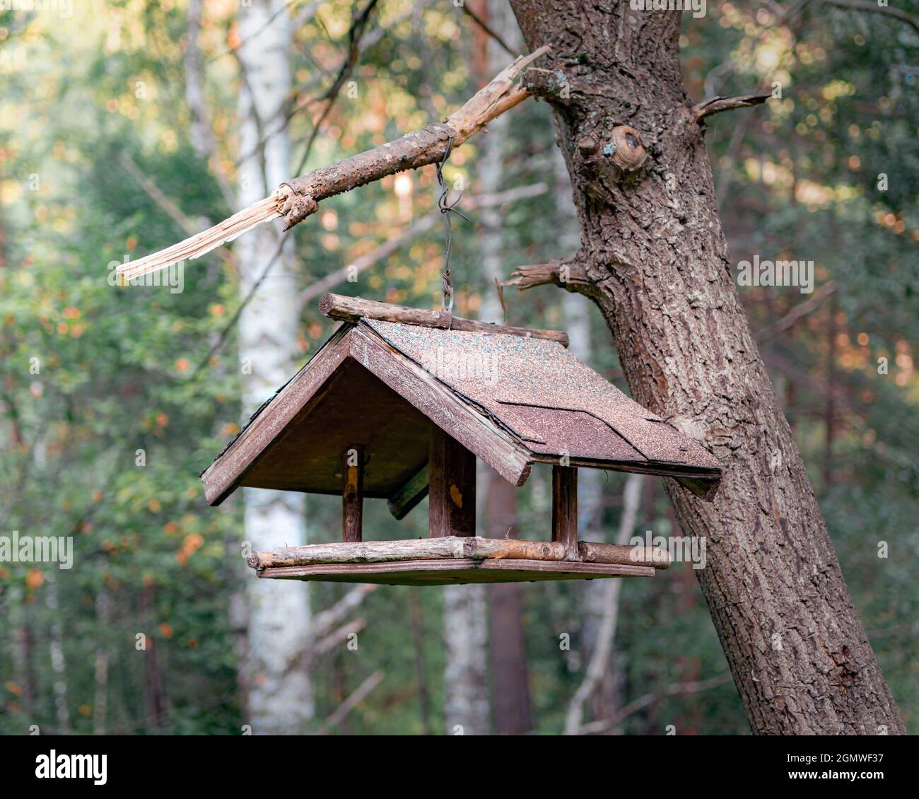 bird feeder on the tree branch Stock Photo - Alamy