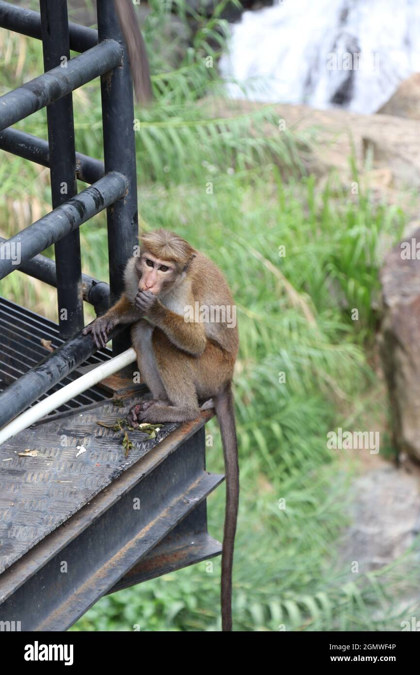 A monkey is sitting on a bridge Stock Photo - Alamy