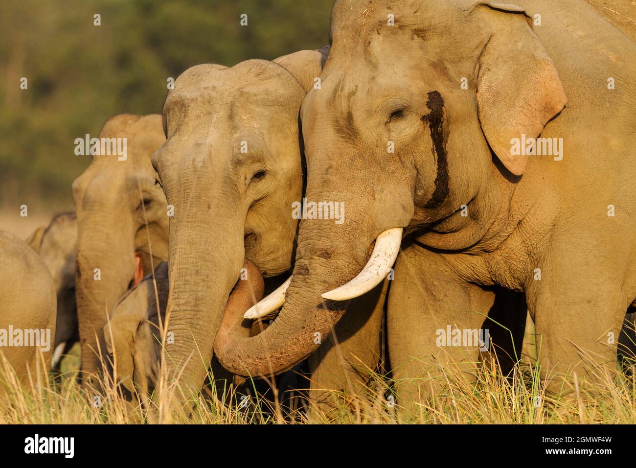 Asian Elephants in formation. Corbett National Park, India Stock Photo ...