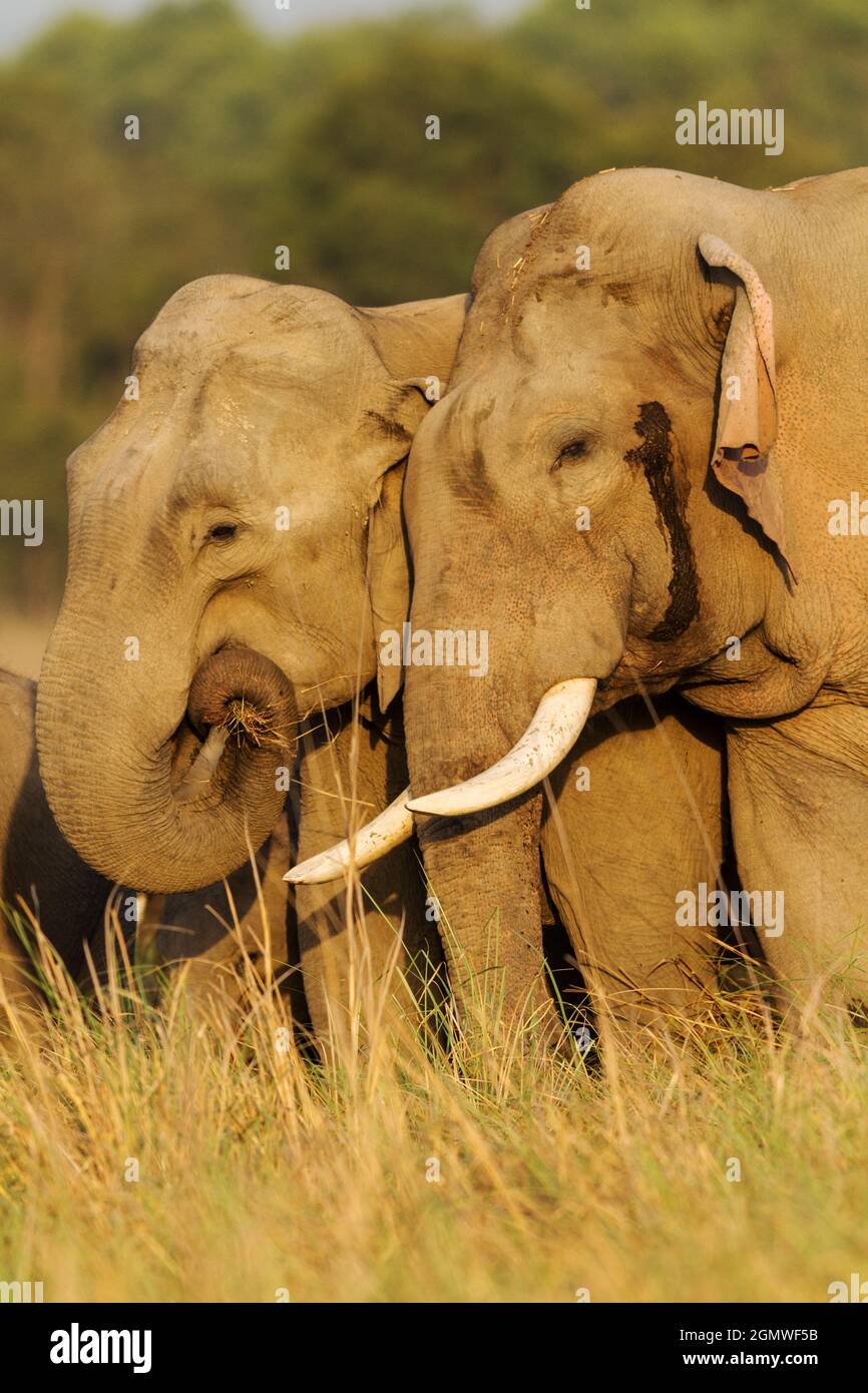Elephants mating hi-res stock photography and images - Alamy